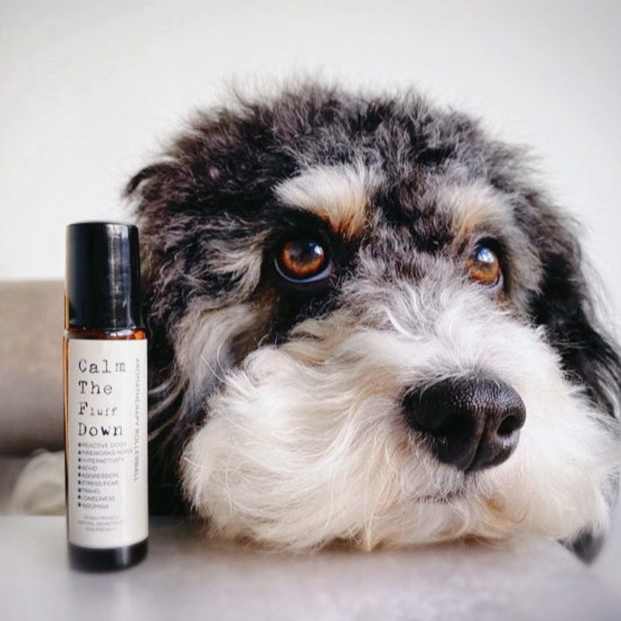 A Guide to Calming Anxious Dogs During Fireworks Season – Paws Right There