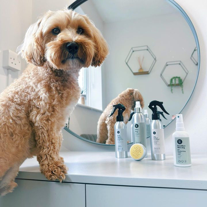DOG GROOMING – Paws Right There